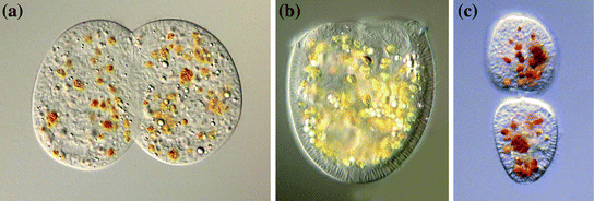 Ciliates in Planktonic Food Webs: Communication and Adaptive Response ...