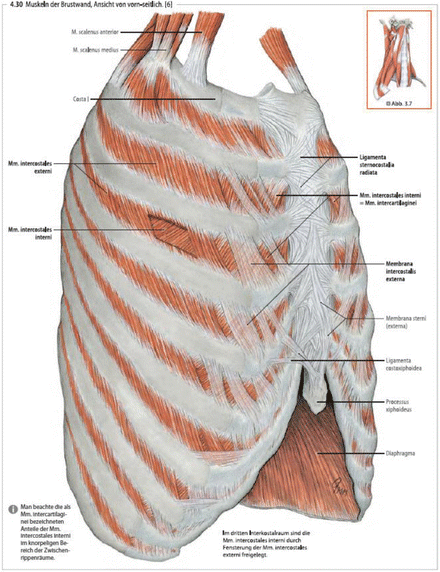Anatomy of the Chest Wall and the Pleura | SpringerLink