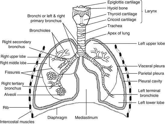 The Structure of the Airways and Lungs | SpringerLink