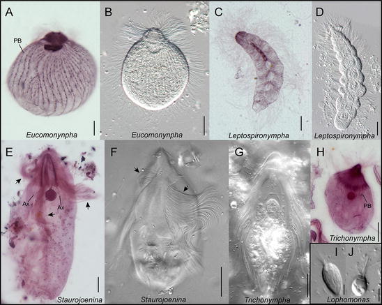 Parabasalia | SpringerLink