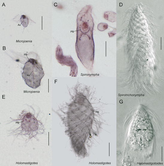 Parabasalia | SpringerLink