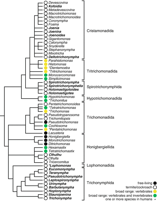 Parabasalia | SpringerLink