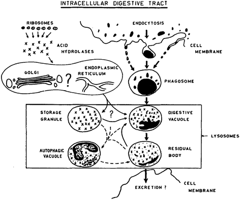 Autophagy (Autophagia) from 1860 to 1963 | SpringerLink