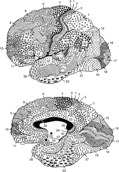 Temporal Lobe Syndromes | SpringerLink