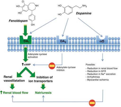 Fenoldopam and Acute Kidney Injury: Is It Time to Turn the Page ...