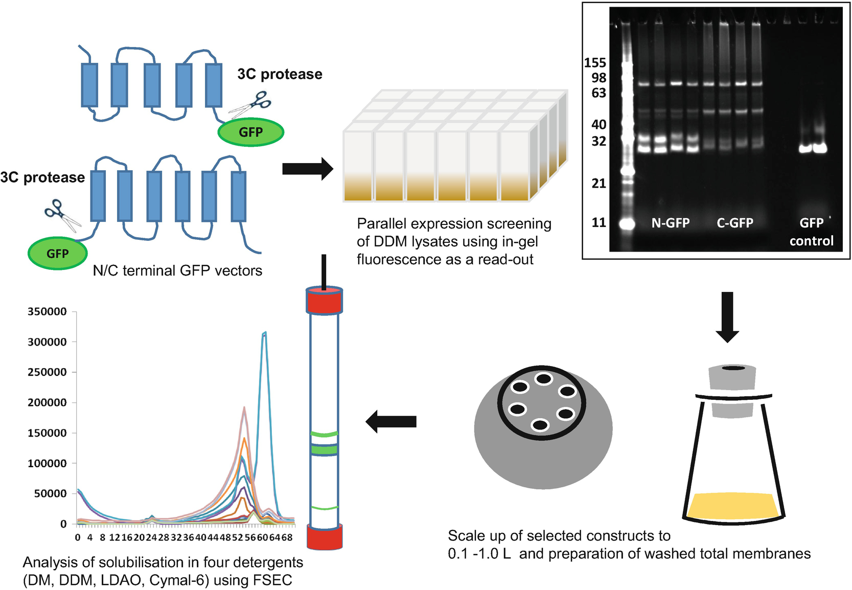 Expression Screening of Integral Membrane Proteins by Fusion to ...