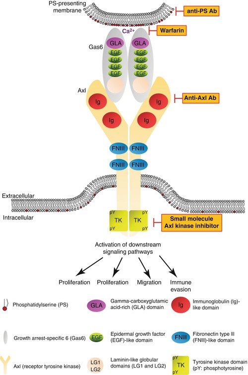 The Role of Axl Receptor Tyrosine Kinase in Tumor Cell Plasticity and ...