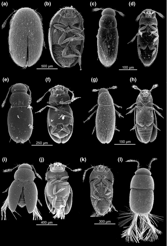 Structure of the Principal Groups of Microinsects. III. Featherwing ...