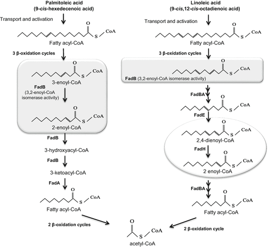 Pathways for the Degradation of Fatty Acids in Bacteria | SpringerLink