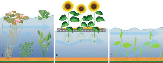 Phytofiltration of Metal(loid)-Contaminated Water: The Potential of ...
