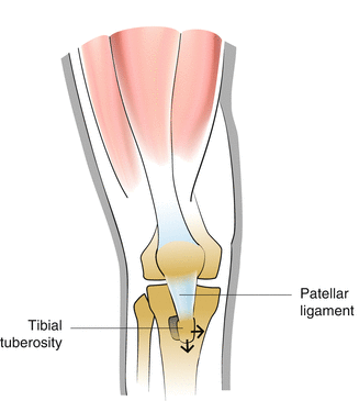 Knee | SpringerLink