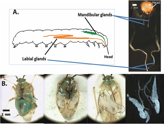 Salivary Gland Secretions of Phytophagous Arthropods | SpringerLink
