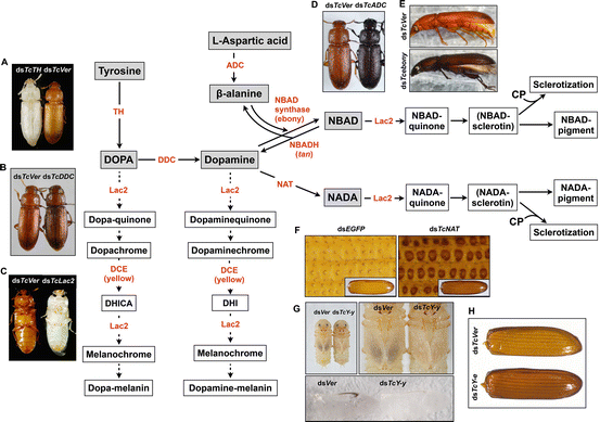 Tyrosine Metabolism for Insect Cuticle Pigmentation and Sclerotization ...