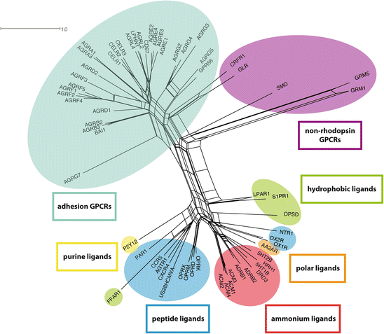 7TM Domain Structure of Adhesion GPCRs | SpringerLink