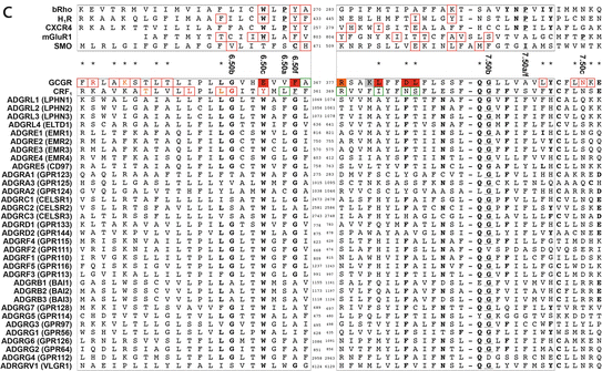 7TM Domain Structure of Adhesion GPCRs | SpringerLink