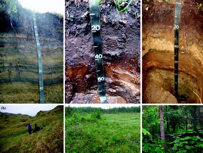 Soils of Alaska: LRRs W1, W2, X1, X2, and Y | SpringerLink