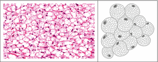 Adipose Tissue | SpringerLink