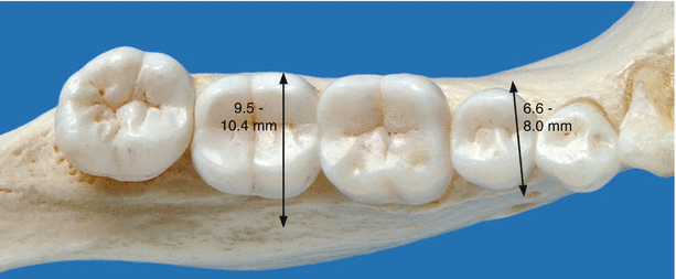 Posterior Mandible | SpringerLink