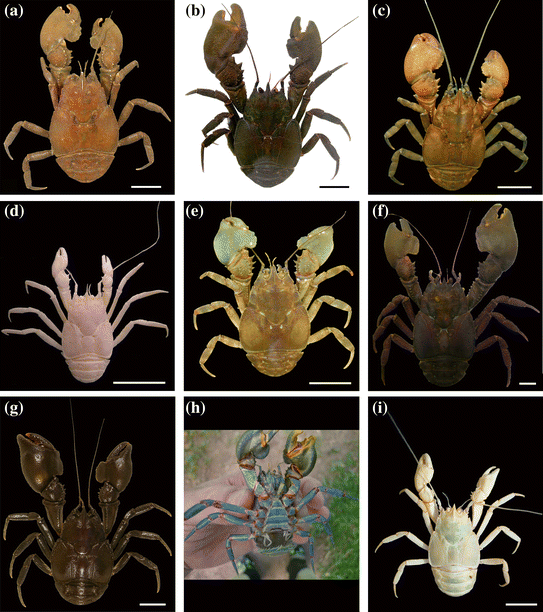 A Remarkable Anomuran: The Taxon Aegla Leach, 1820. Taxonomic Remarks ...