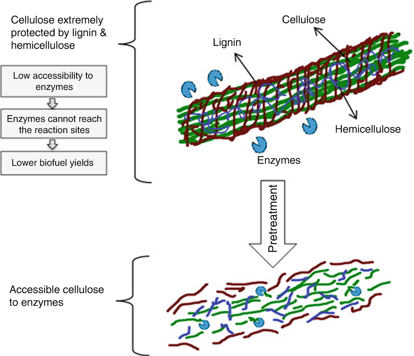 Cellulose Nanofibers: Fabrication and Surface Functionalization ...