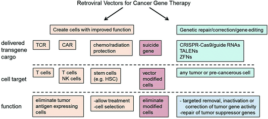 Retroviral Vectors for Cancer Gene Therapy | SpringerLink