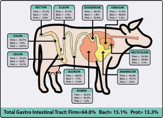 Cattle Gastrointestinal Tract Microbiota in Health and Disease ...