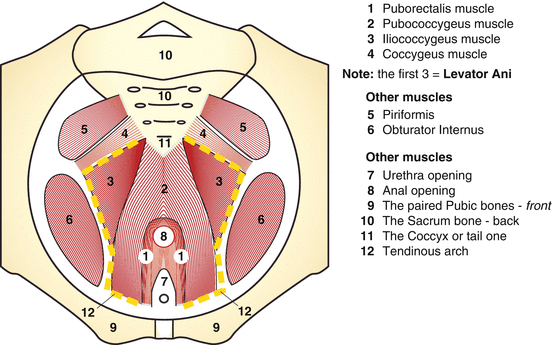 Anatomy and Physiology of the Large Bowel (Colon) and Pelvic Floor ...