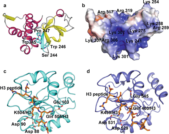 Domain Structure of the Dnmt1, Dnmt3a, and Dnmt3b DNA ...