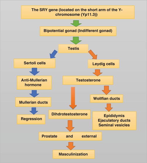 Persistent Müllerian Duct Syndrome (PMDS) | SpringerLink