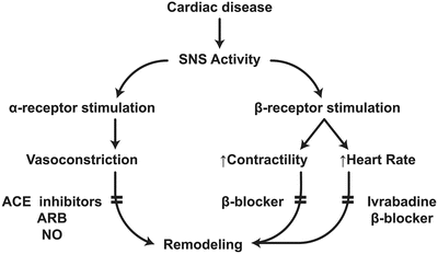 Neurohormonal Activation and the Management of Heart Failure | SpringerLink