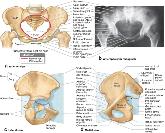 Pelvic Floor Anatomy and Neurovasculature Related to Urogenital Pain ...