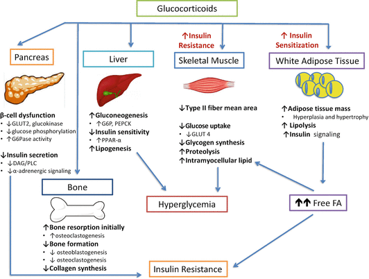 Glucocorticoid Regulation of Body Composition and Metabolism | SpringerLink