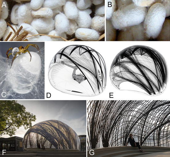 Insect-Inspired Architecture: Insects and Other Arthropods as a Source ...