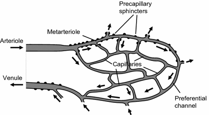 The Microcirculation | SpringerLink