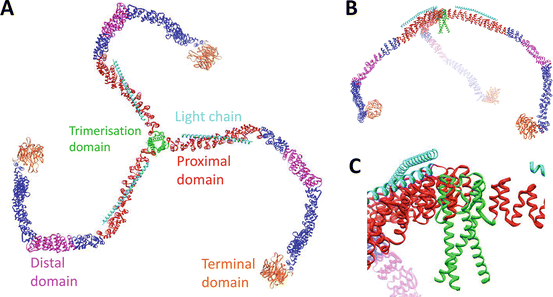 Structure and Assembly of Clathrin Cages | SpringerLink