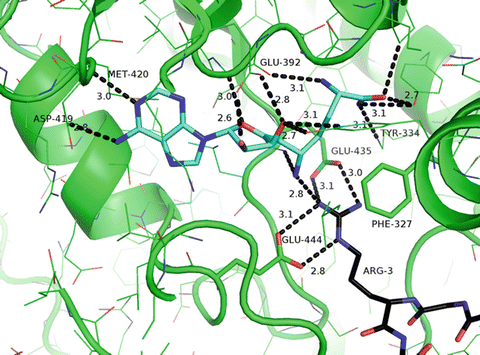 The Structure and Function of the PRMT5:MEP50 Complex | SpringerLink