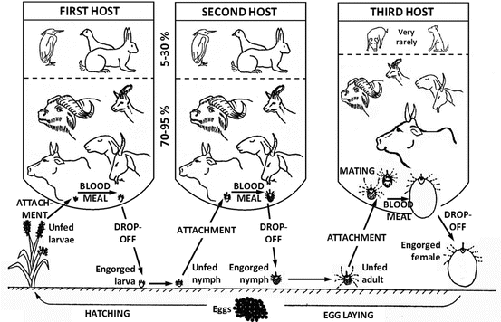 Ehrlichia ruminantium: The Causal Agent of Heartwater | SpringerLink