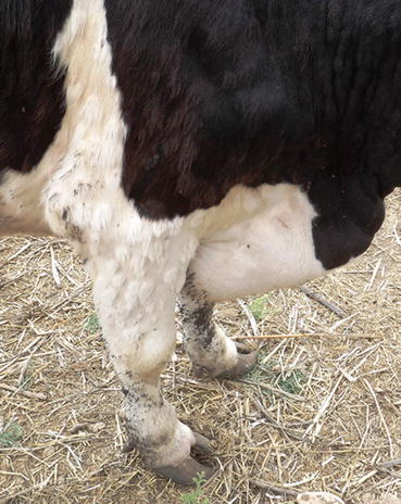 Lumpy Skin Disease (Knopvelsiekte, Pseudo-Urticaria, Neethling Virus ...