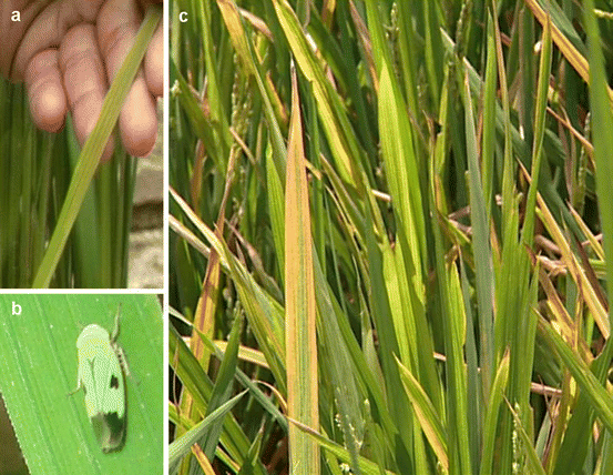 Importance and Management of Rice Diseases: A Global Perspective ...