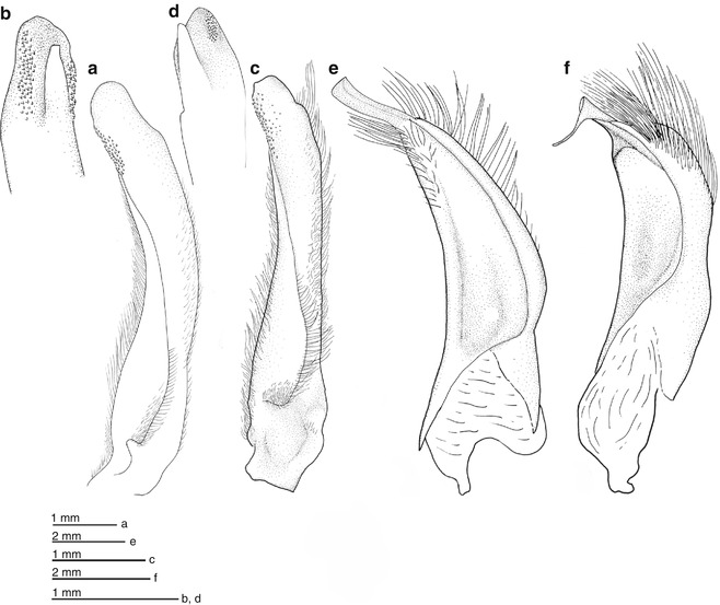 Family Matutidae De Haan, 1835 (Moon Crabs) | SpringerLink
