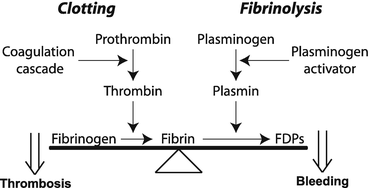 Fibrin Formation, Structure and Properties | SpringerLink