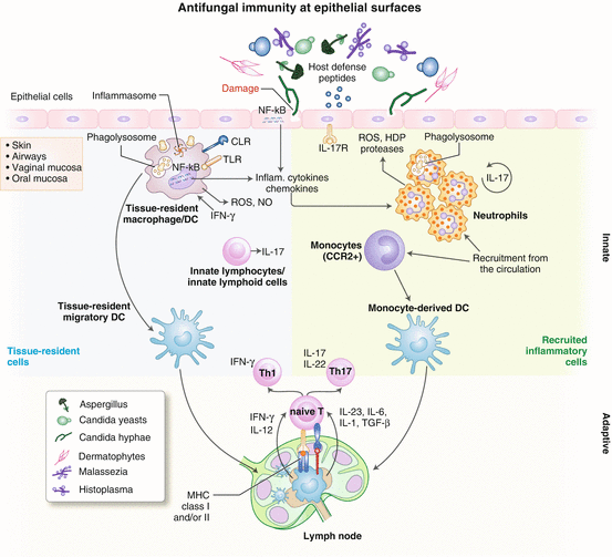 Immunity to Fungal Infections | SpringerLink