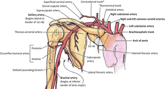 Anatomy of the Clavicle and Its Articulations | SpringerLink