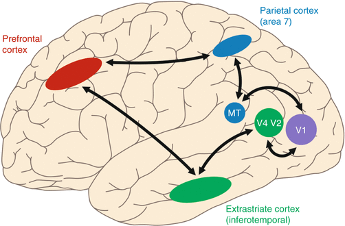 Anatomy of the Human Visual Pathway | SpringerLink