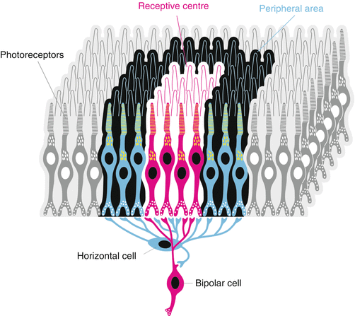 Anatomy of the Human Visual Pathway | SpringerLink