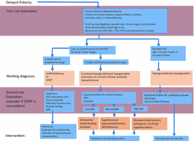 Normal and Delayed Puberty | SpringerLink