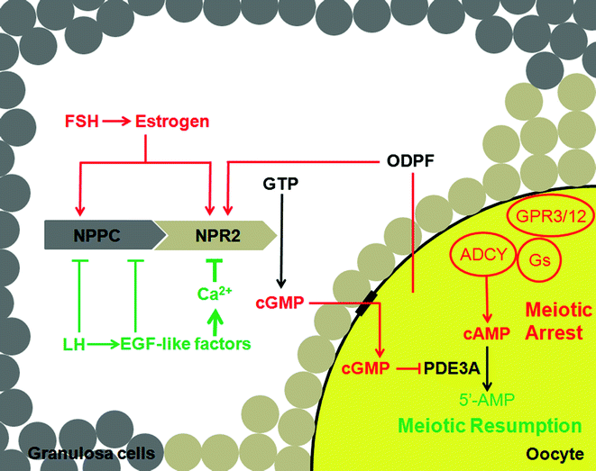 A New Understanding on the Regulation of Oocyte Meiotic Prophase Arrest ...