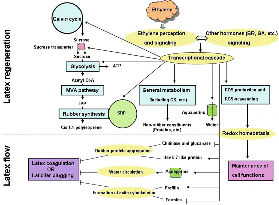 Latex Production, Diagnosis and Harvest | SpringerLink