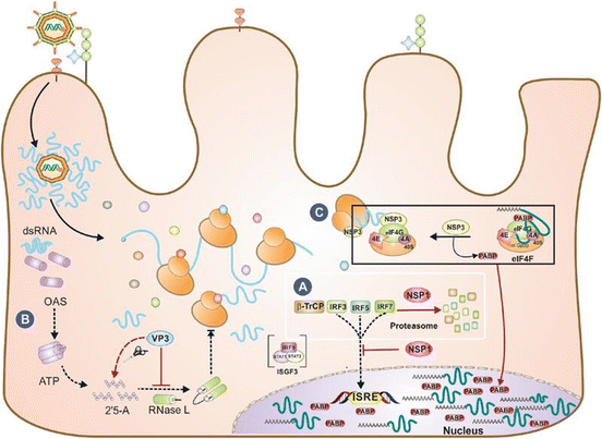 Rotavirus Biology | SpringerLink