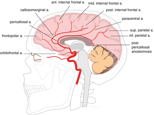 Cranial Arterial Anatomy | SpringerLink